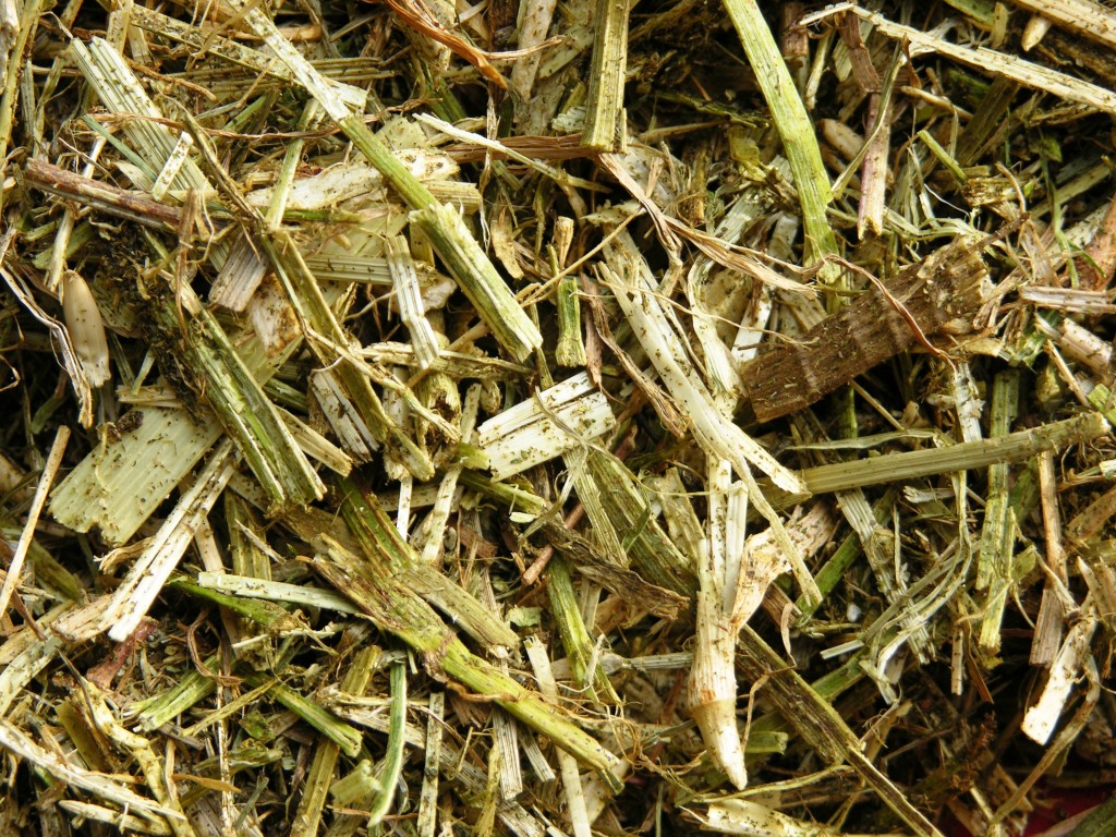 Choosing Roughage @ MB Equine Services