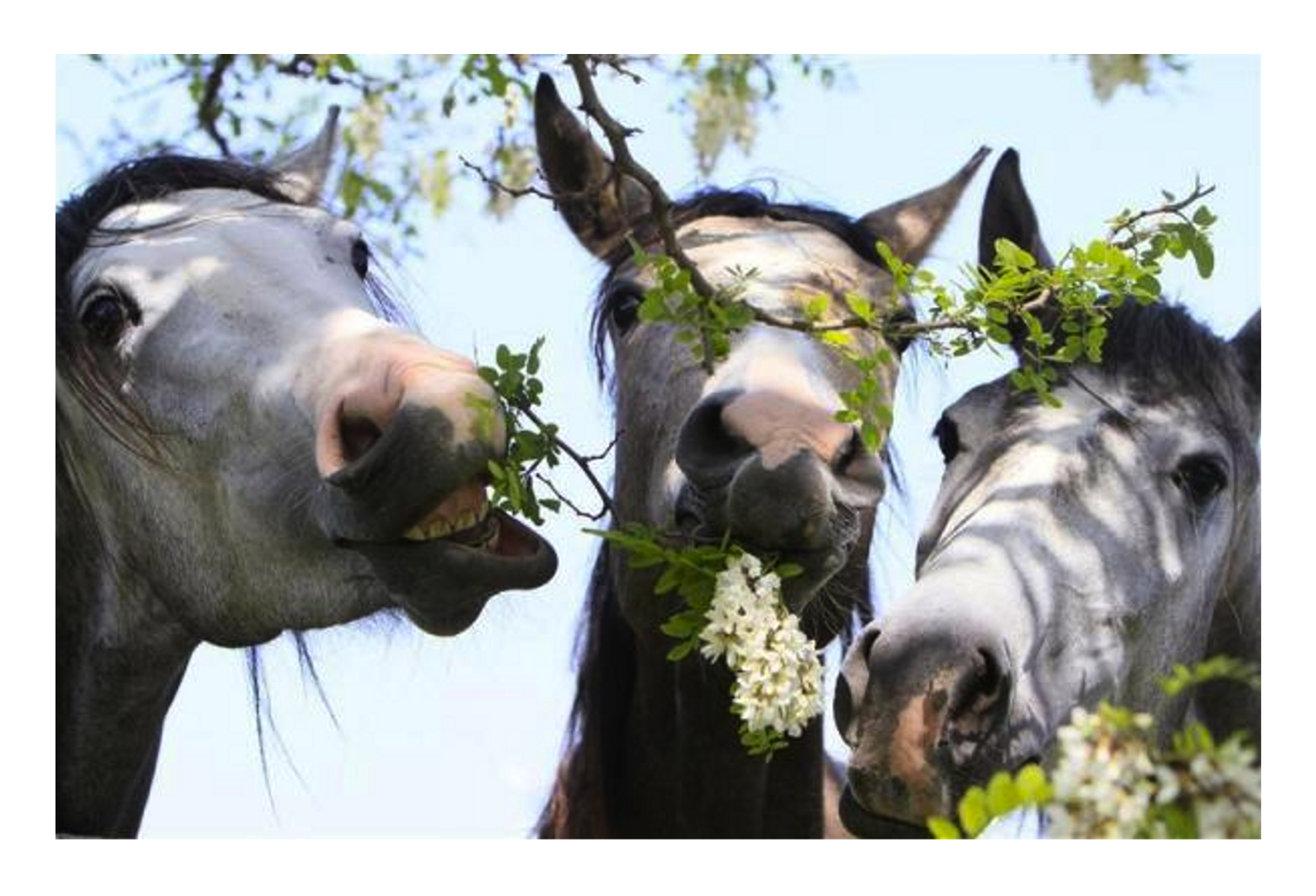 Pasture Management @ MB Equine Services