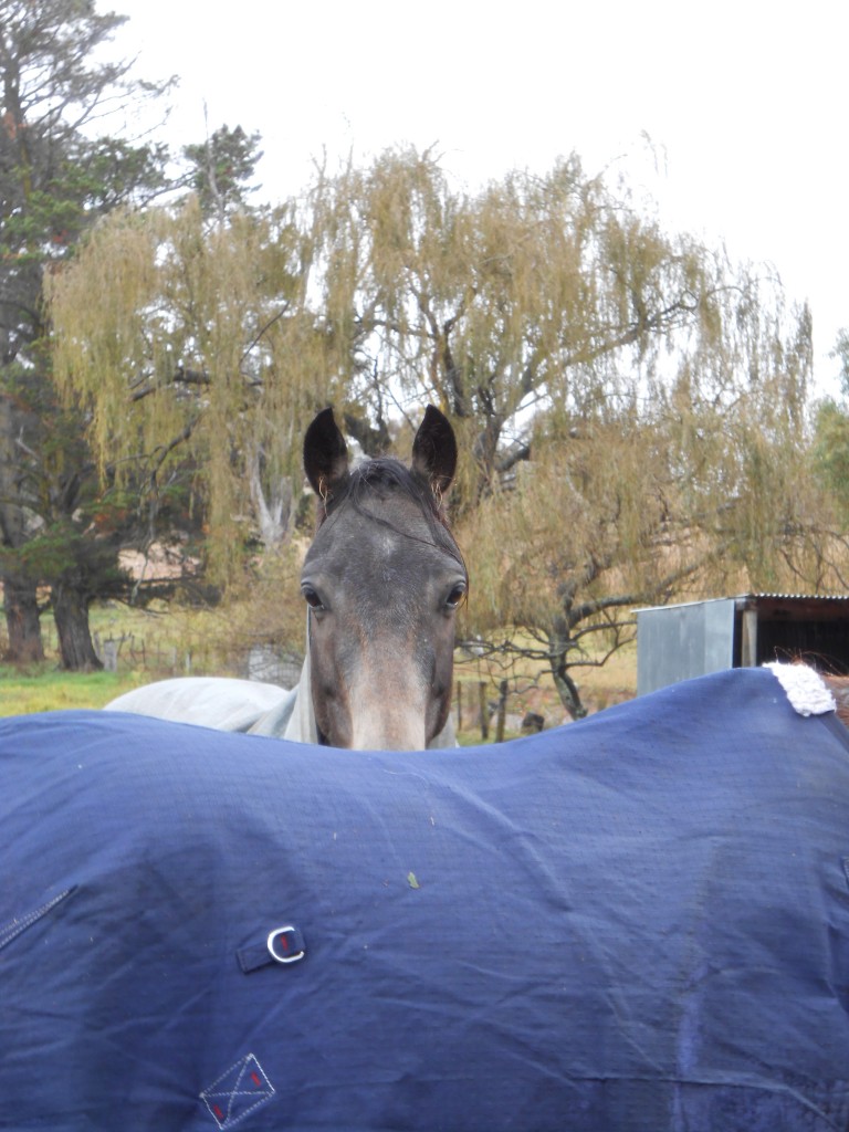 Curious horses @ MB Equine Services