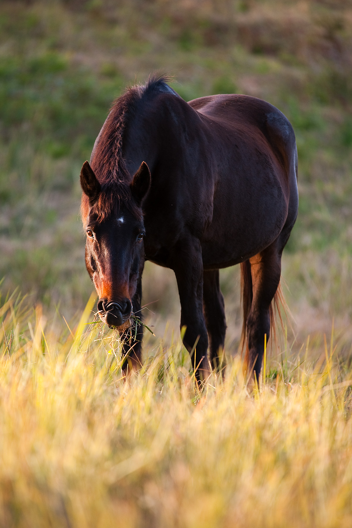 Laminitis Part 2 @ MB Equine Services