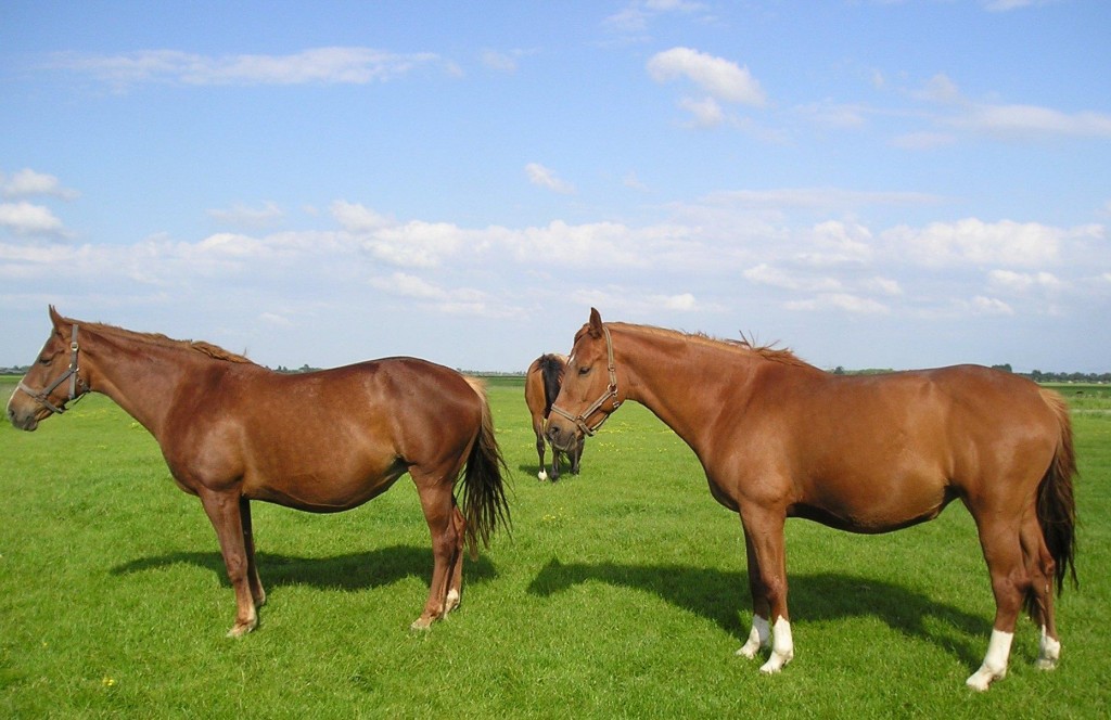 Feeding the Broodmare @ MB Equine Services