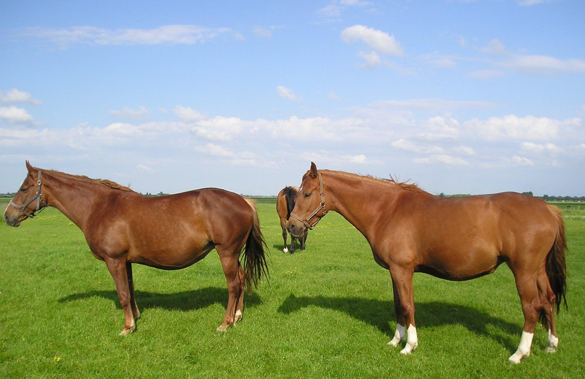 Feeding the Broodmare @ MB Equine Services