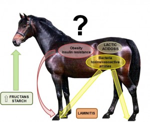 Laminitis Part 1 @ MB Equine Services