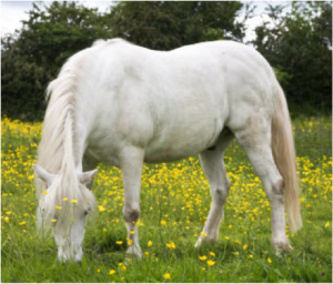 Laminitis Part 1 @ MB Equine Services