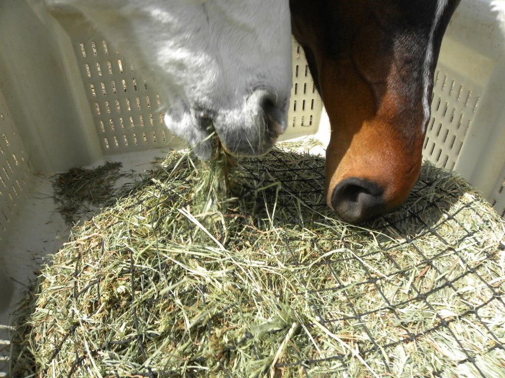 Forage Enrichment & Slow Feeding Systems for Horses @ MB Equine Services