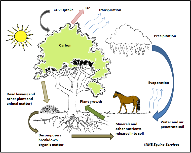 Pasture hydration & the role of trees (part 3) @ MB Equine Services
