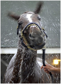 Sweating & Electrolyte Losses @ MB Equine Services