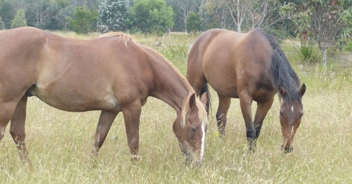 Sustainable Horse Keeping & Pasture Management Workshop – Thurgoona NSW ...
