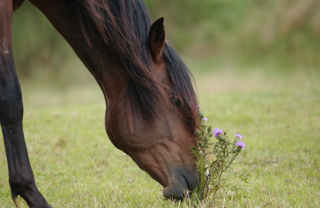 Webinar: Identifying poisonous weeds and management @ MB Equine Services